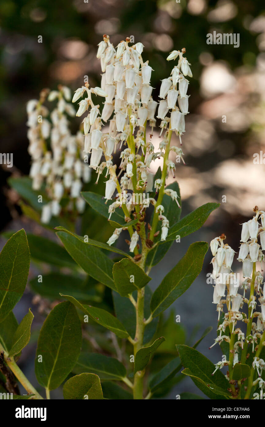 Leucothoe High Resolution Stock Photography and Images - Alamy