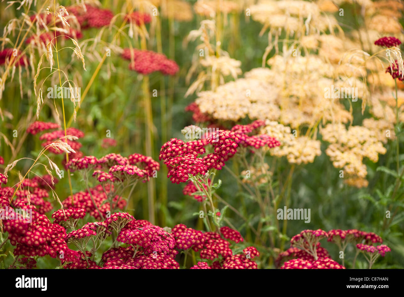 Achillea millefolium orange hi-res stock photography and images - Alamy