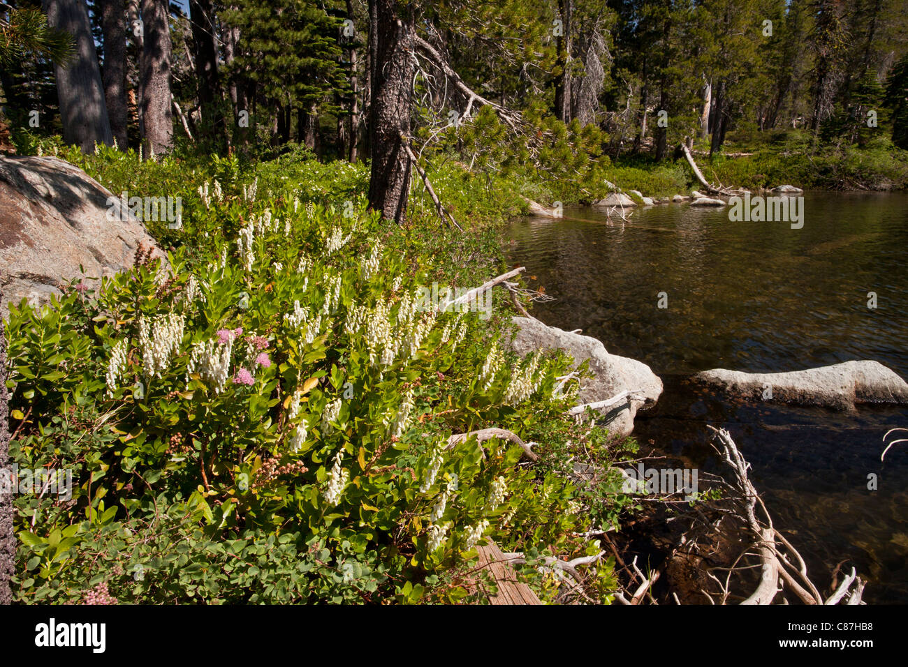 Leucothoe hi-res stock photography and images - Alamy