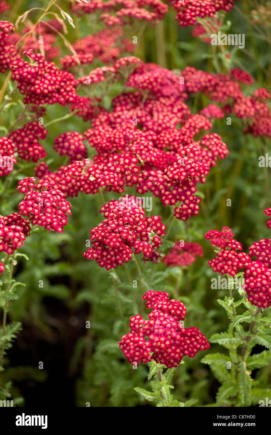 Achillea millefolium ‘Red Velvet’, Yarrow, in the 'Grasses with Grace ...