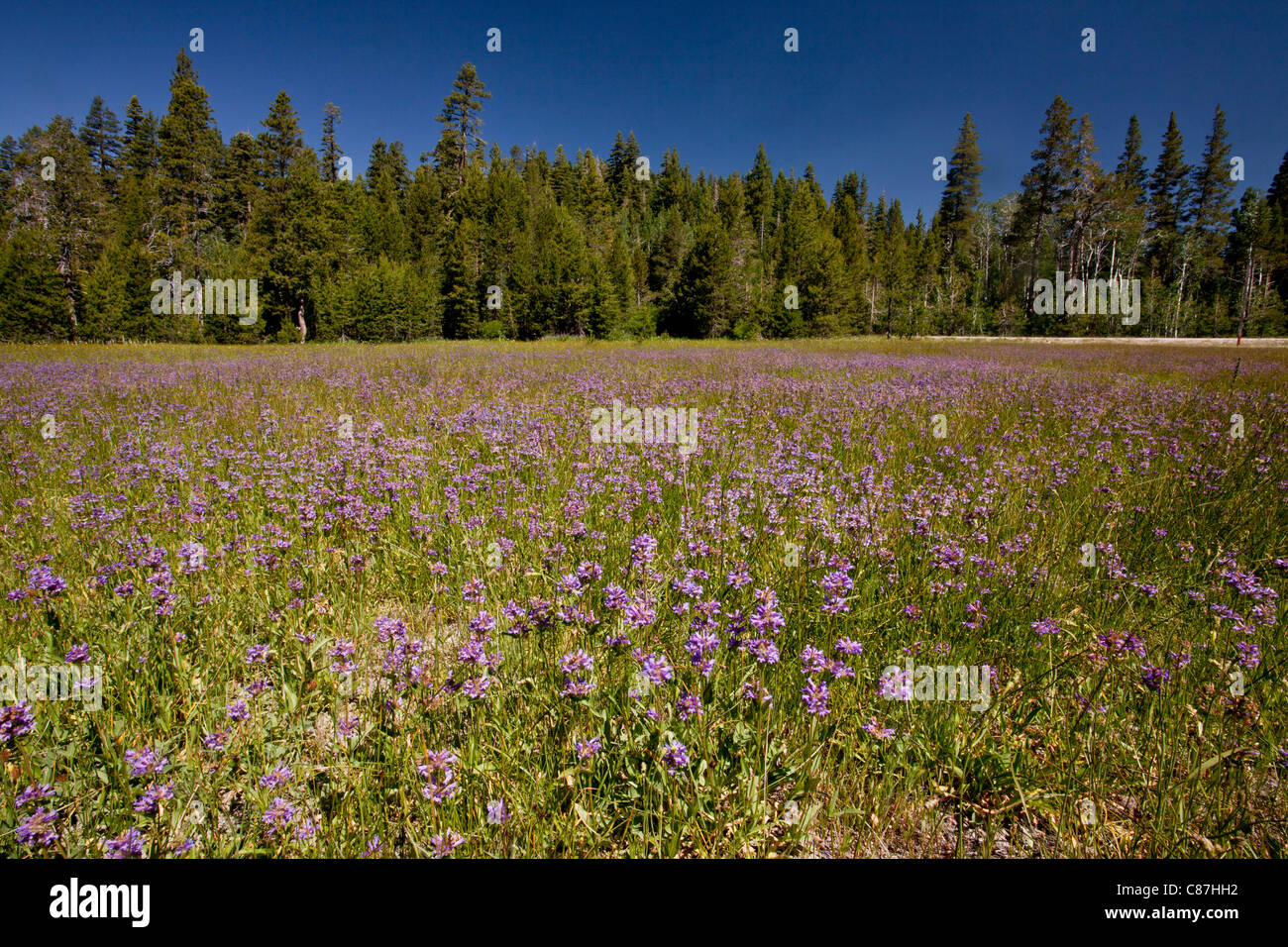 Meadow Penstemon or Rydberg's penstemon, Penstemon rydbergii in wet ...