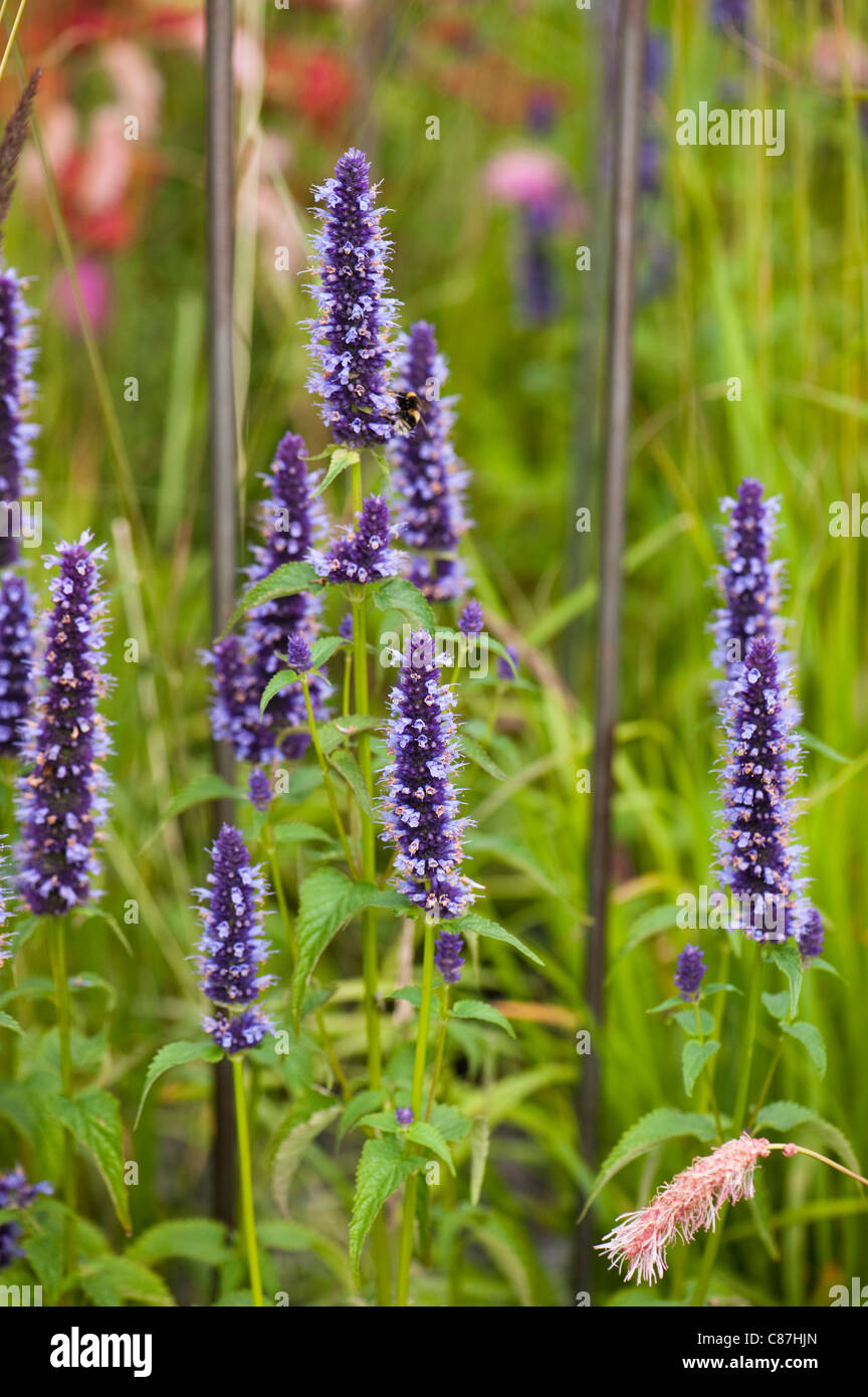 Agastache black adder hi-res stock photography and images - Alamy