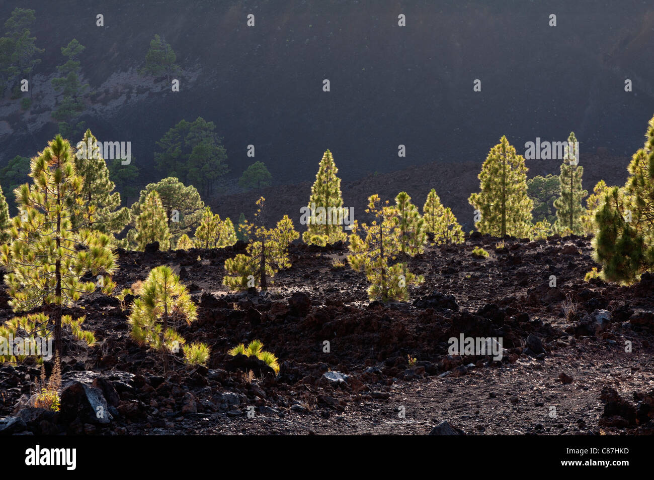Canarian pines in the corona forestal backlit by the setting sun at ...