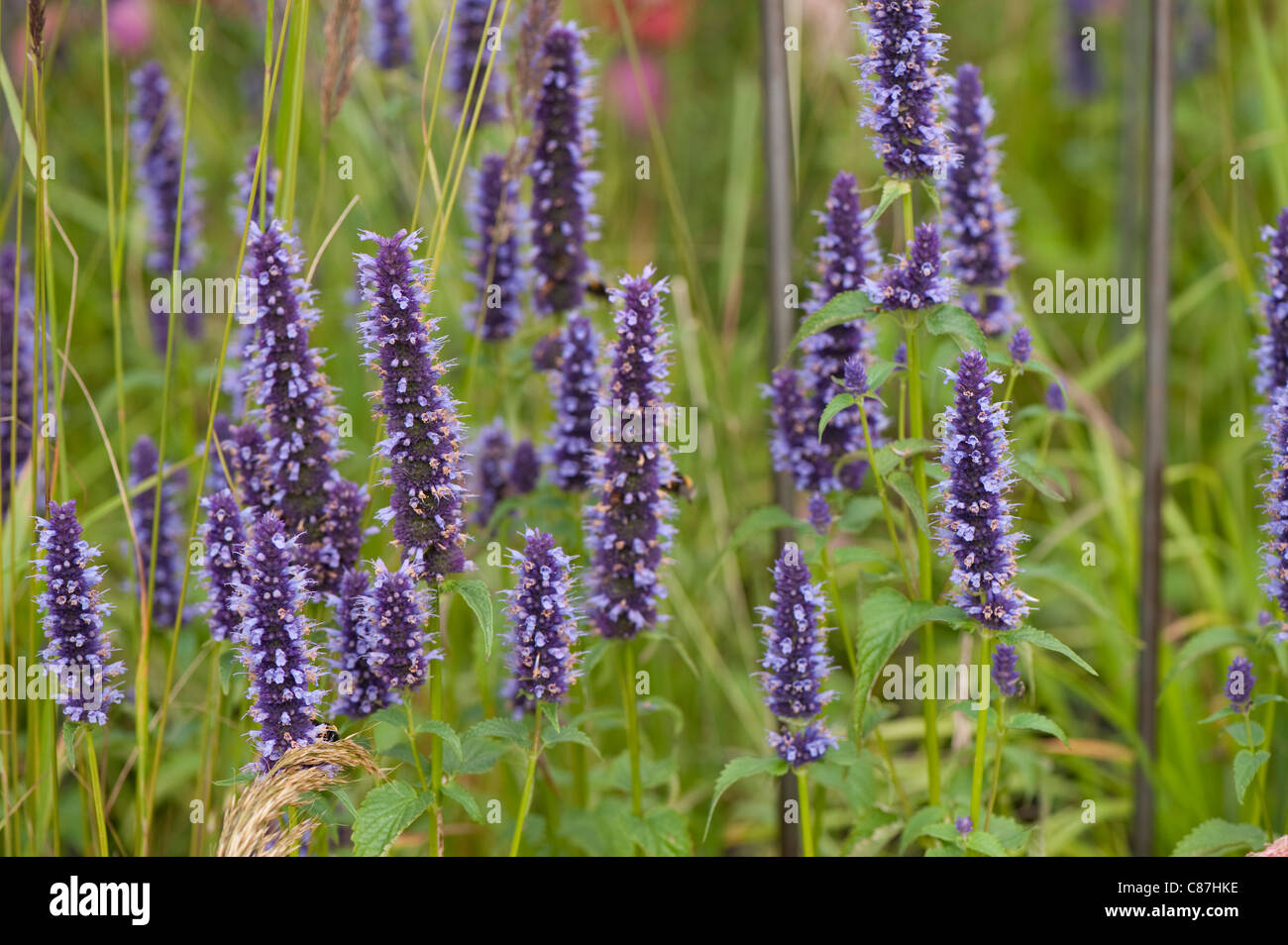 Agastache ‘Black Adder’ in the 'Grasses with Grace' show garden, 2011 ...