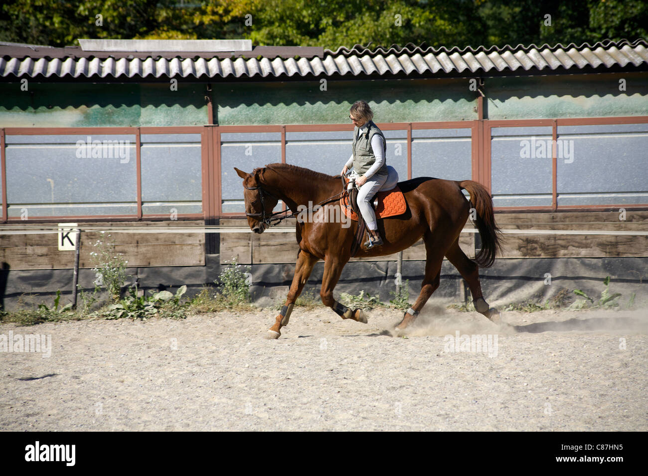 Horse and rider, horse riding, horseback riding, middle aged, woman ...