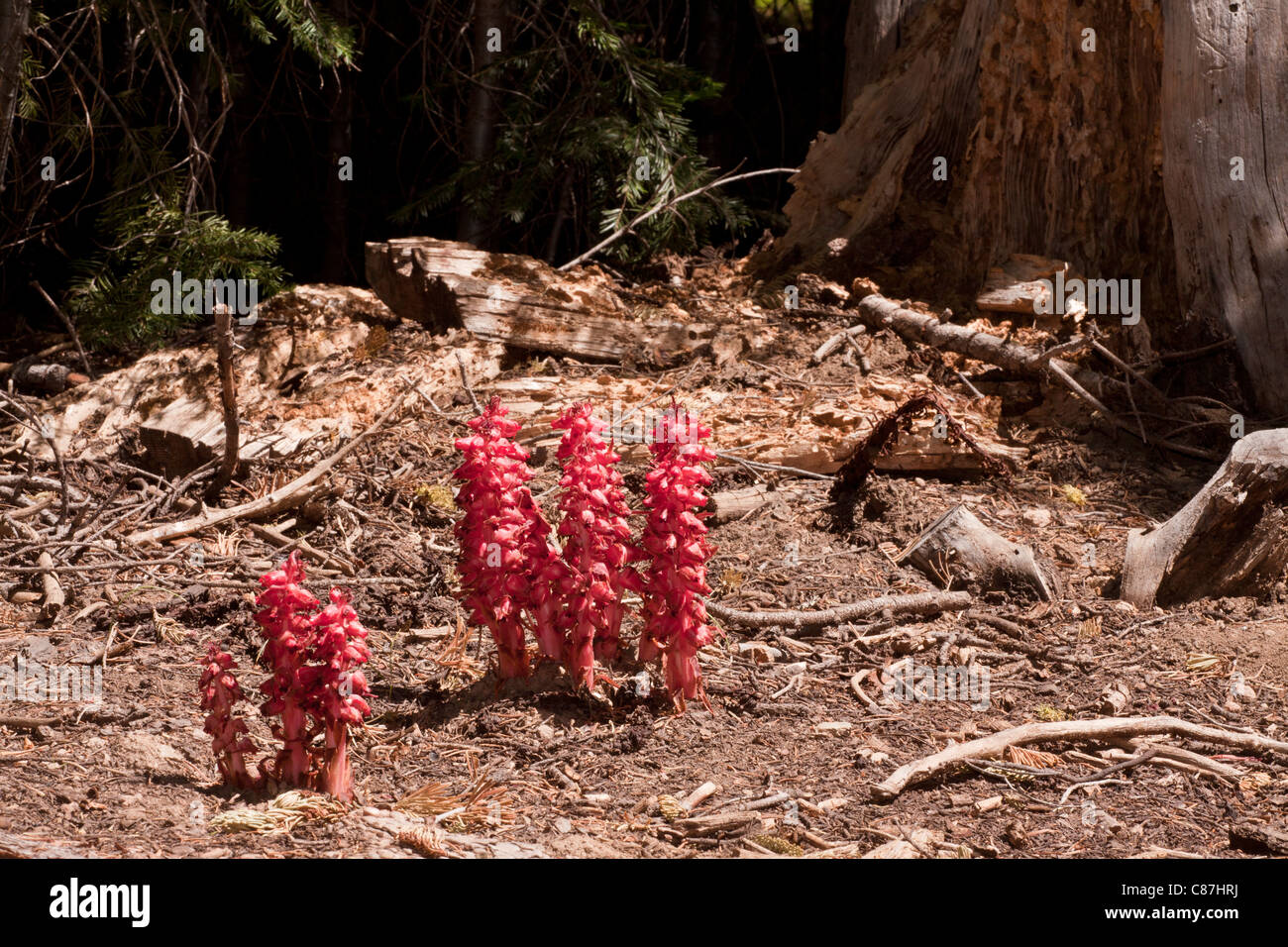 Snow plant, or Snow flower, Sarcodes sanguinea; parasitic on fungi in ...