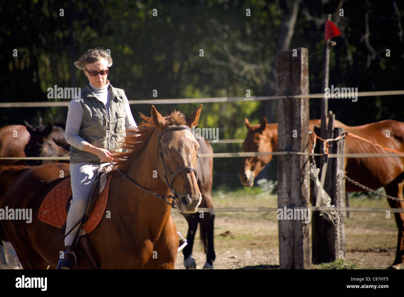 Horse and rider, horse riding, horseback riding, middle aged, woman ...