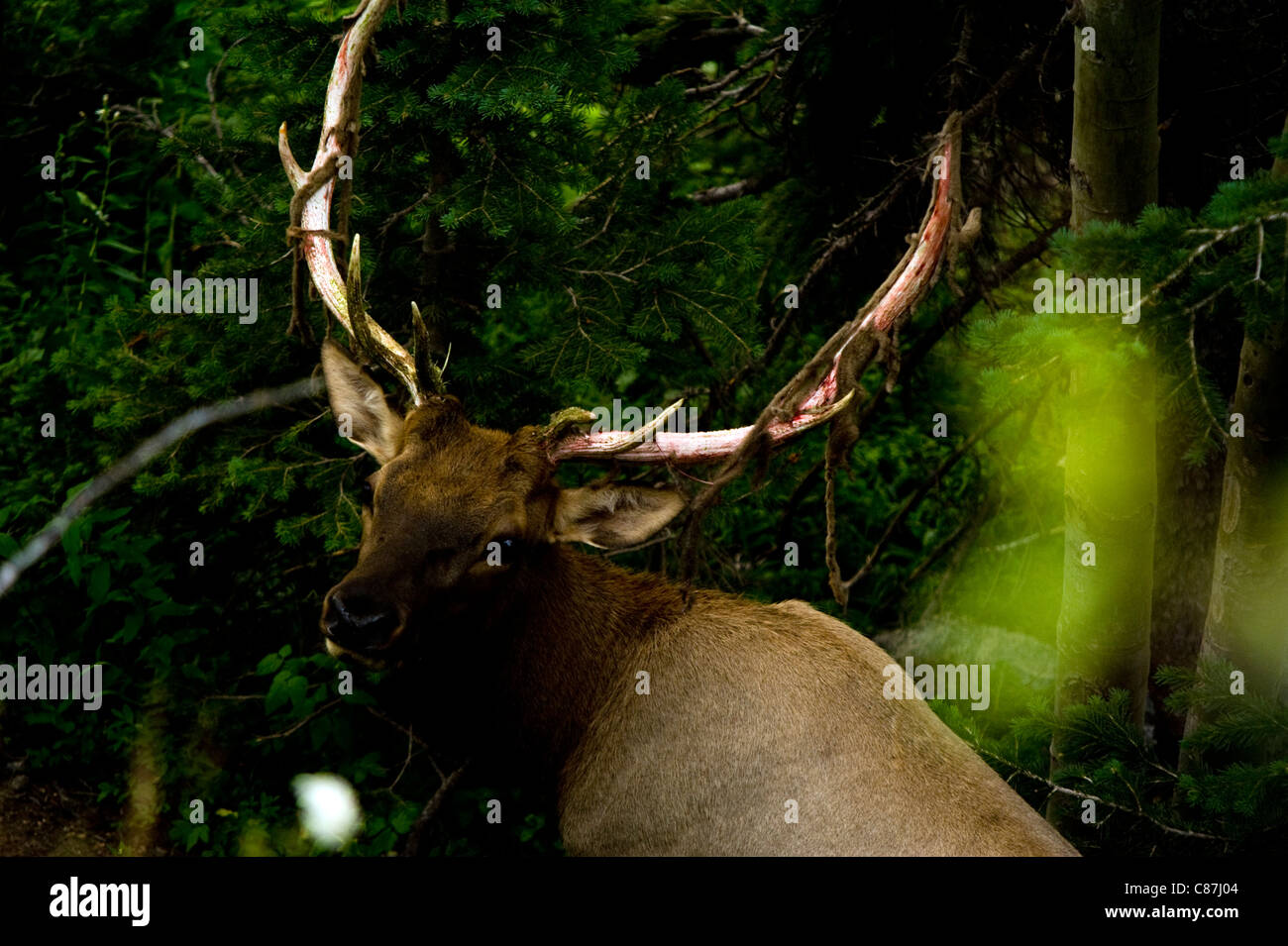 Front view of a male Elk at Rocky Mountains National Park USA Colorado ...