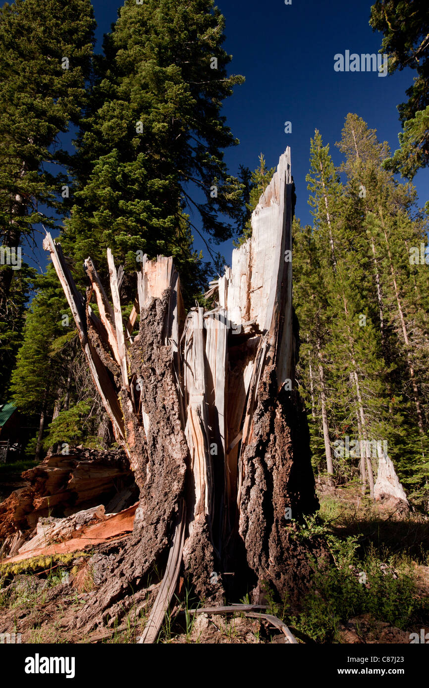 Lightning tree damage hi-res stock photography and images - Alamy