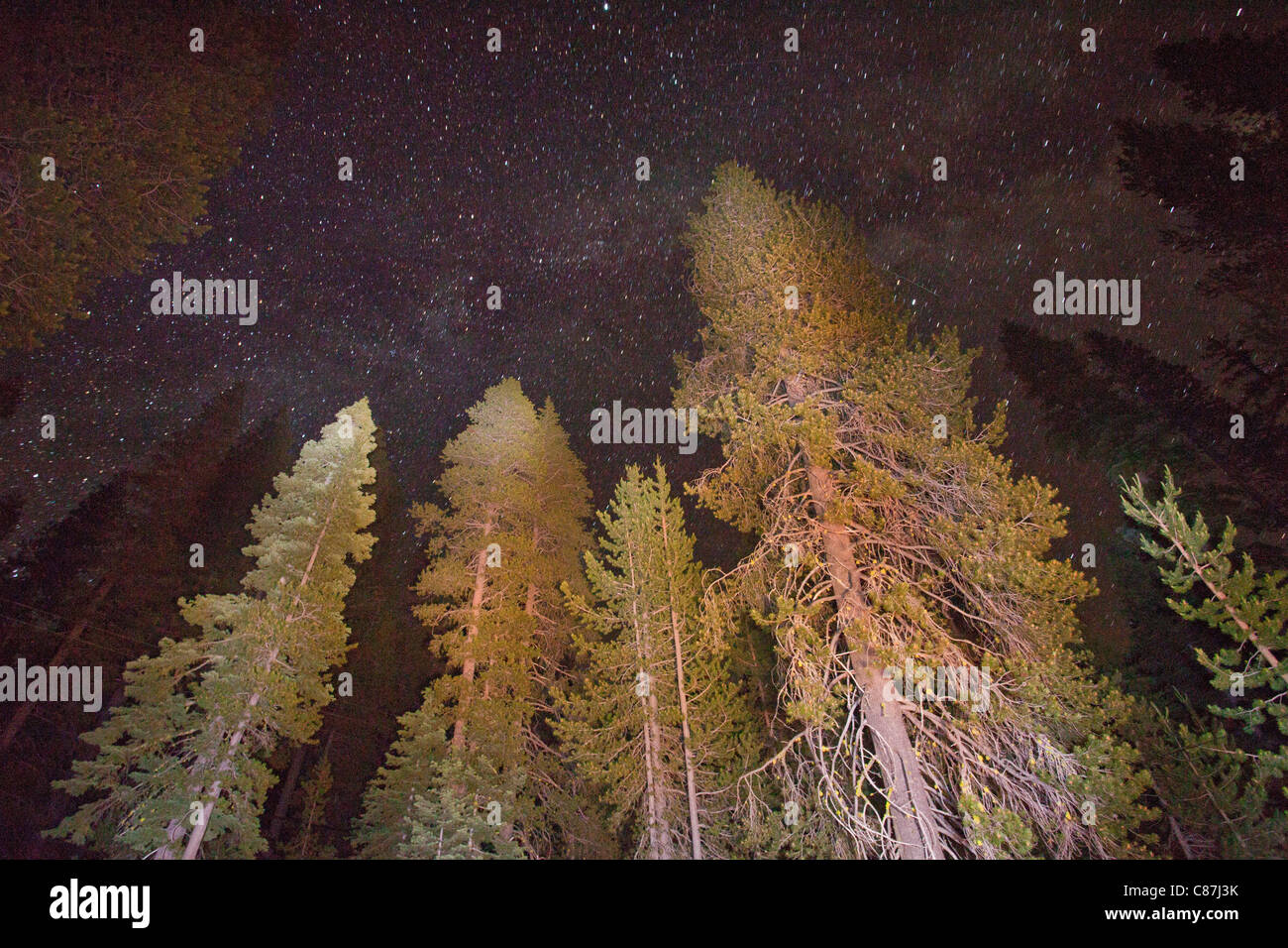 Night pine forest hi-res stock photography and images - Alamy