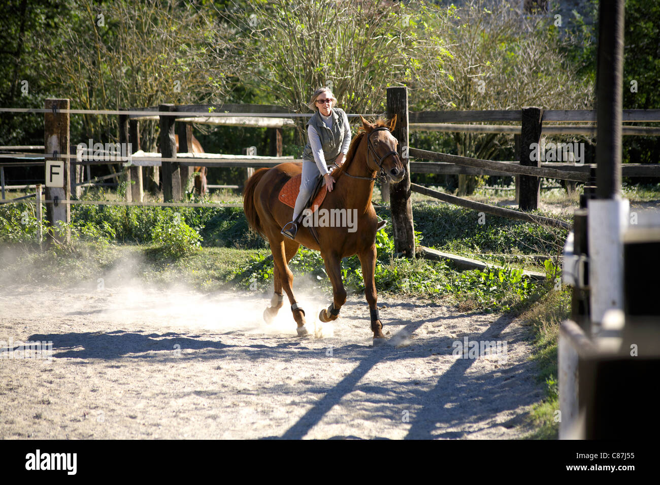 Mare trotting hi-res stock photography and images - Alamy