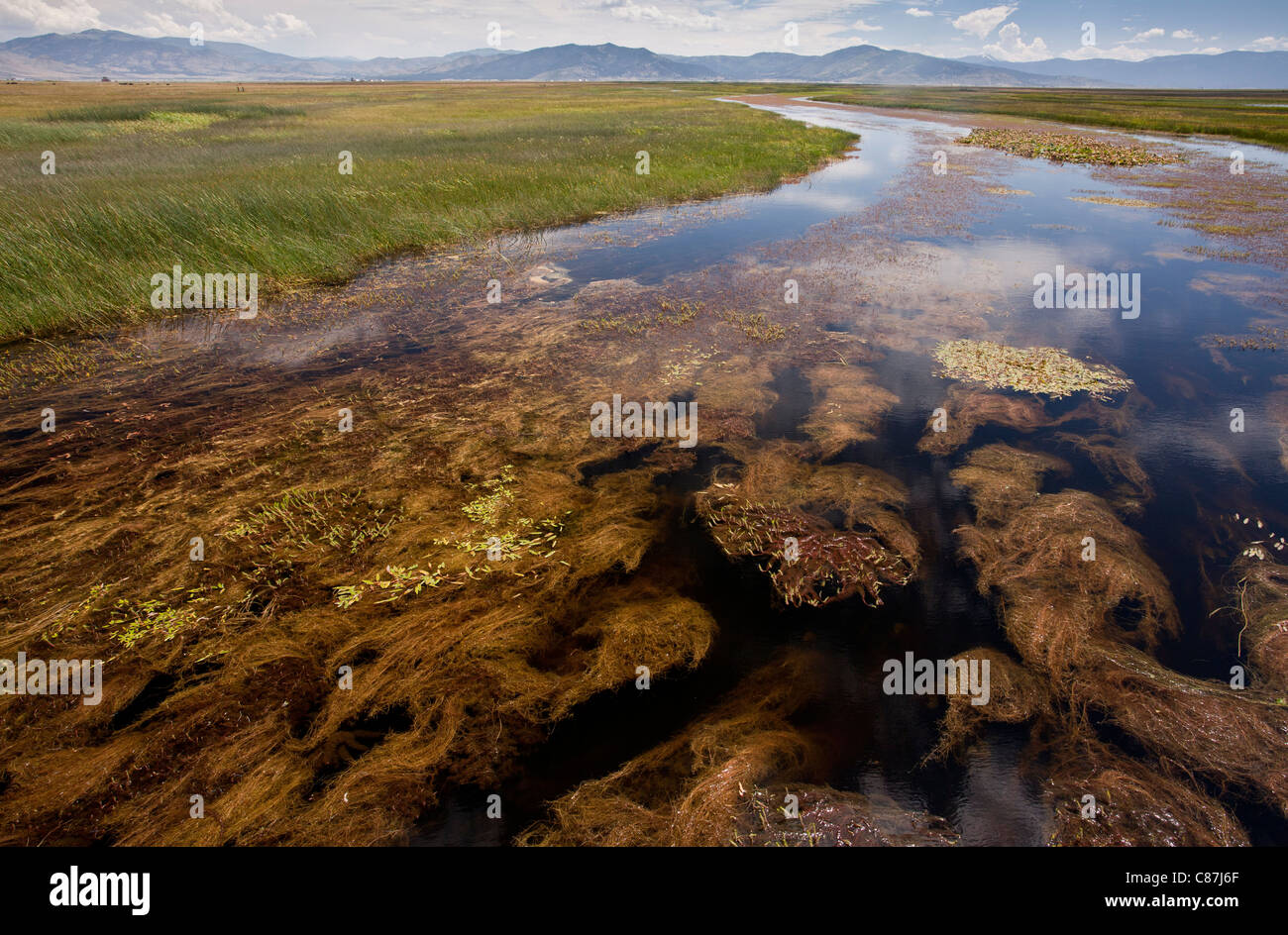 River full of aquatic plants; Sierra Valley Channels, Sierra Valley ...