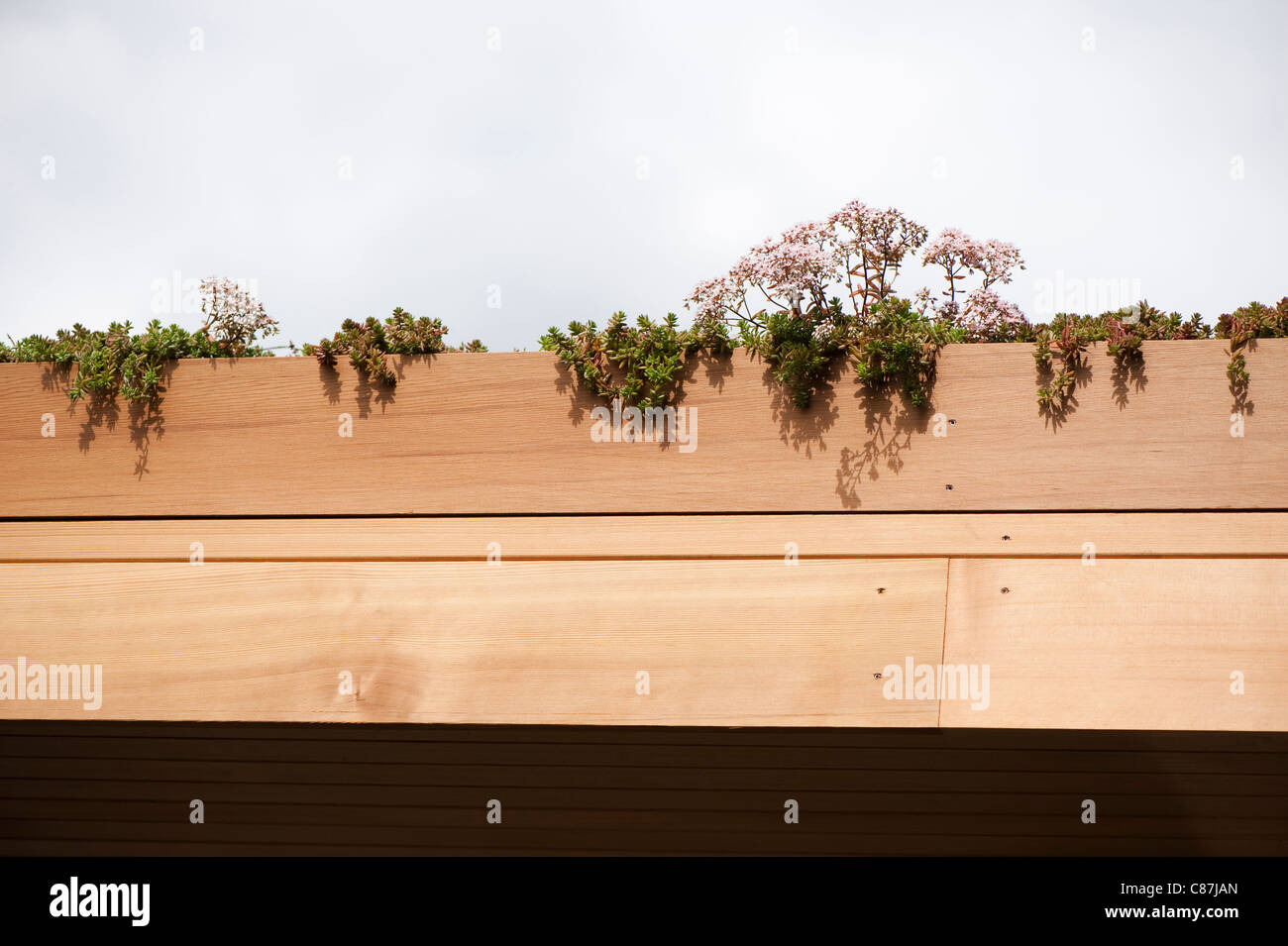 Sedum roof, england High Resolution Stock Photography and Images - Alamy