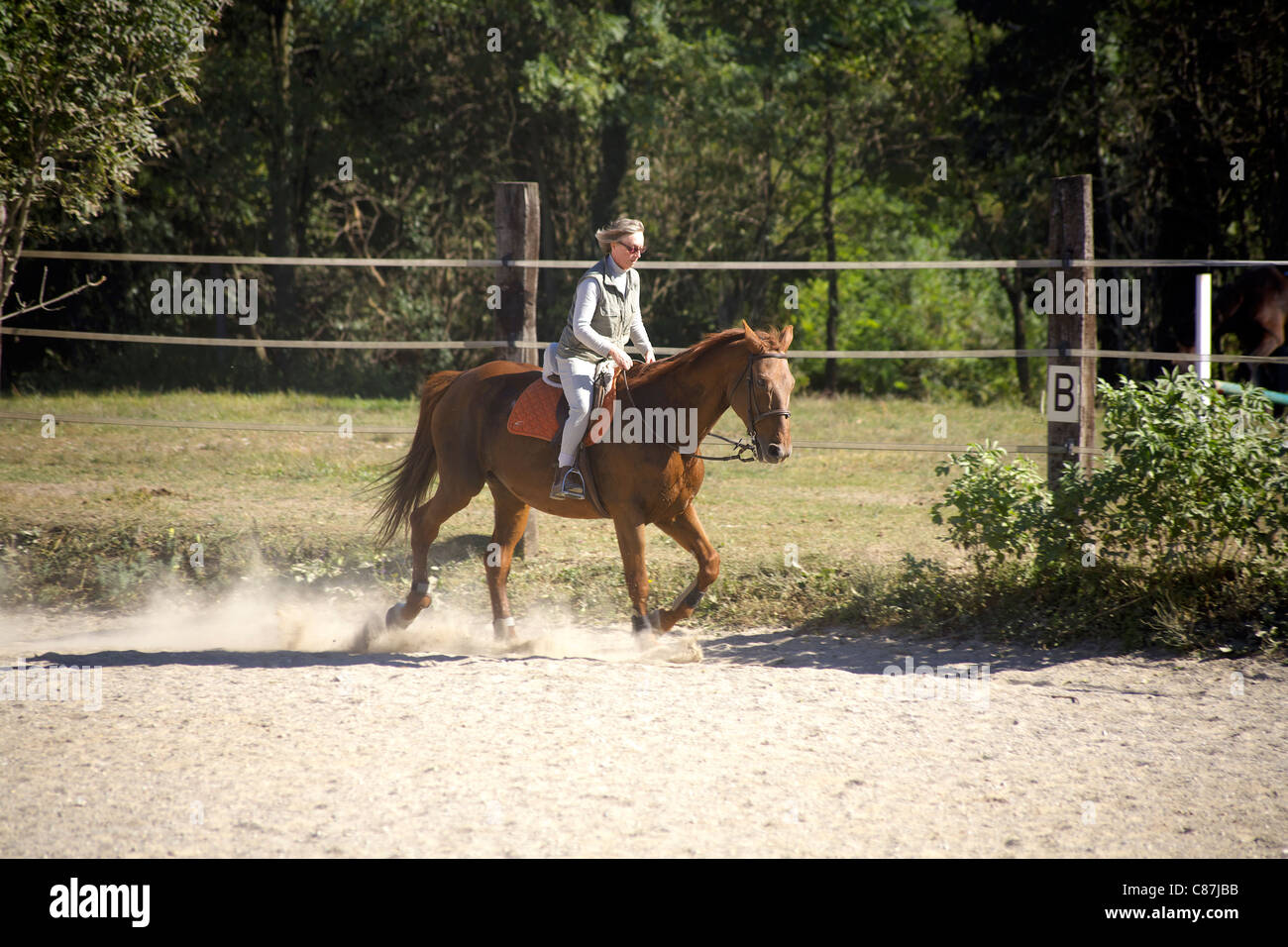 Horse and rider, horse riding, horseback riding, middle aged, woman ...