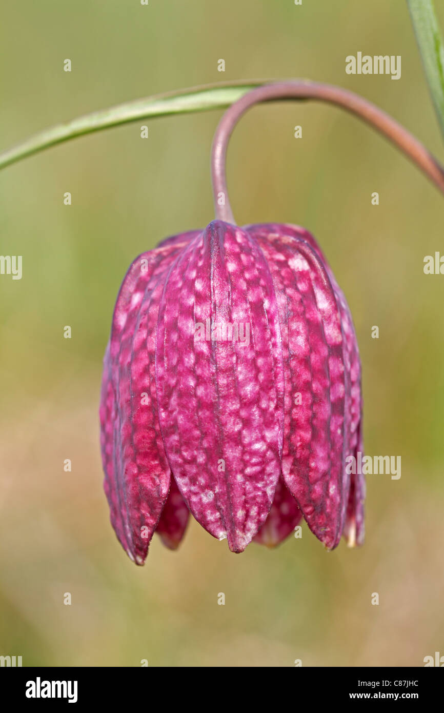 Checkered daffodil (Fritillaria meleagris Stock Photo - Alamy