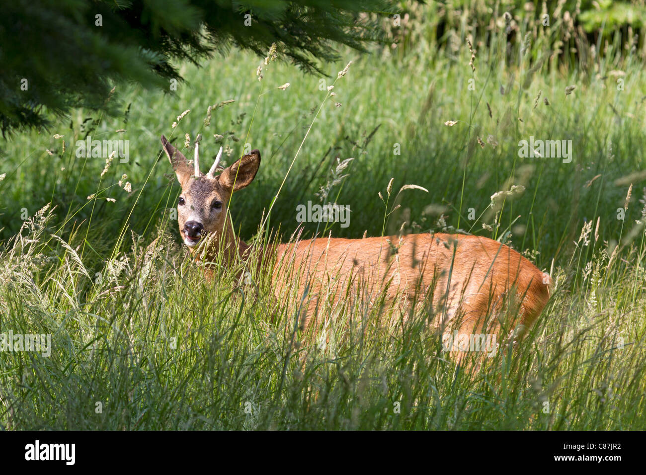 Roebuck (Capreolus capreolus Stock Photo - Alamy