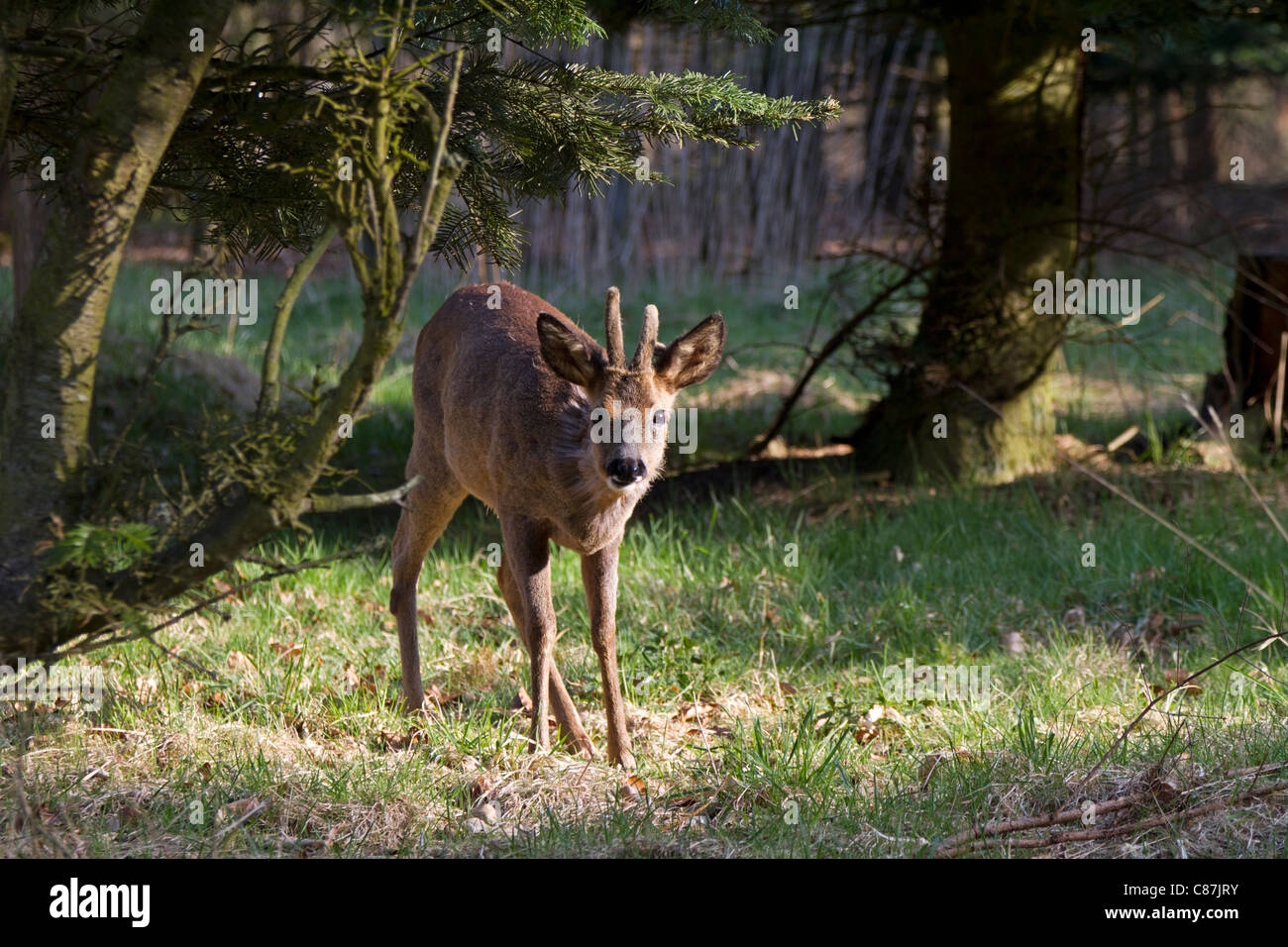 Roebuck Stock Photos & Roebuck Stock Images - Alamy