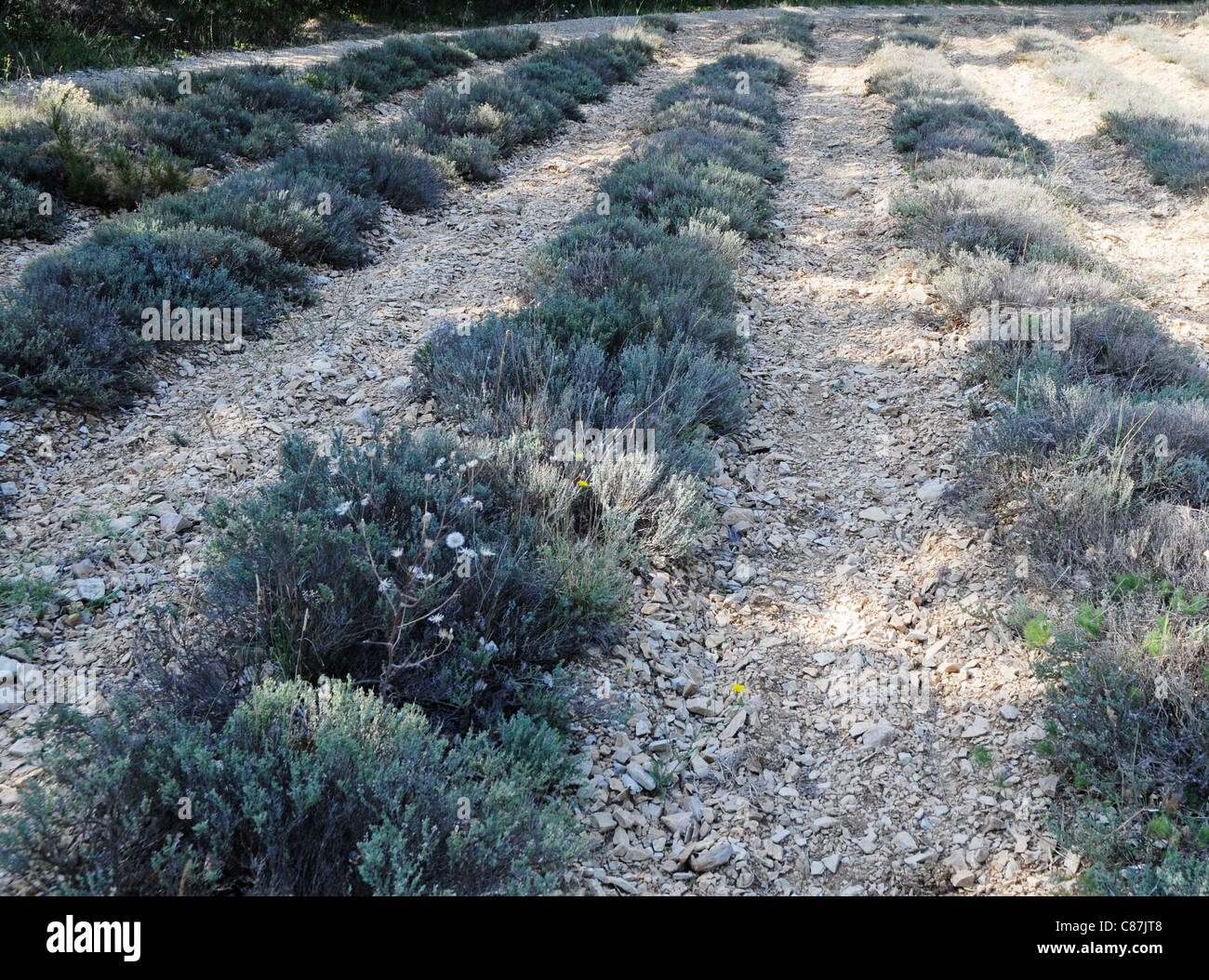 Thyme france hi-res stock photography and images - Alamy
