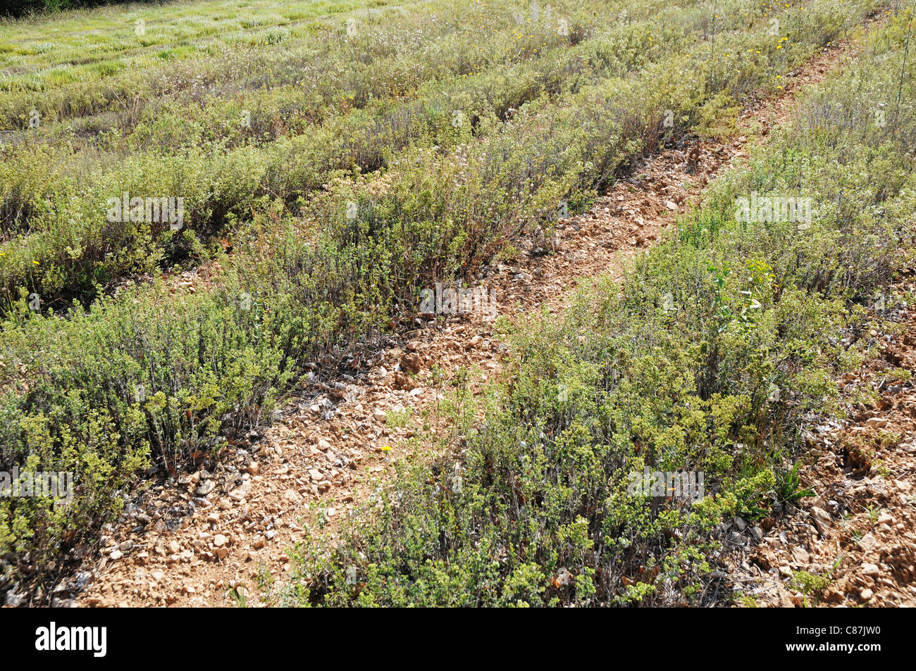 oregano on herb farm in Provence region, France Stock Photo - Alamy