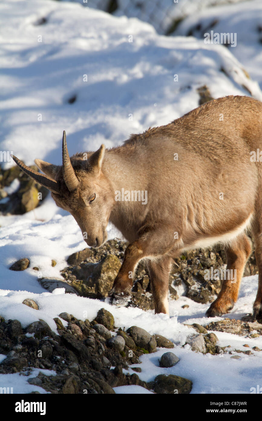 Ibex female hi-res stock photography and images - Alamy