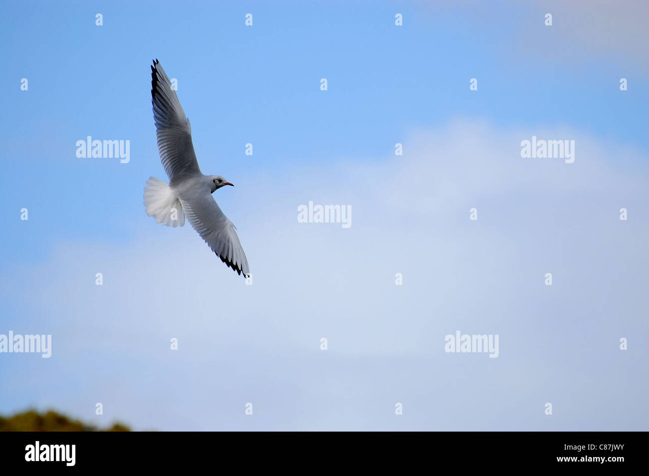 White bird banking with wings fully spread Stock Photo - Alamy