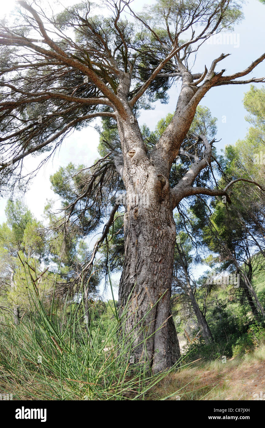 Big old cedar tree in Provence region, France Stock Photo - Alamy