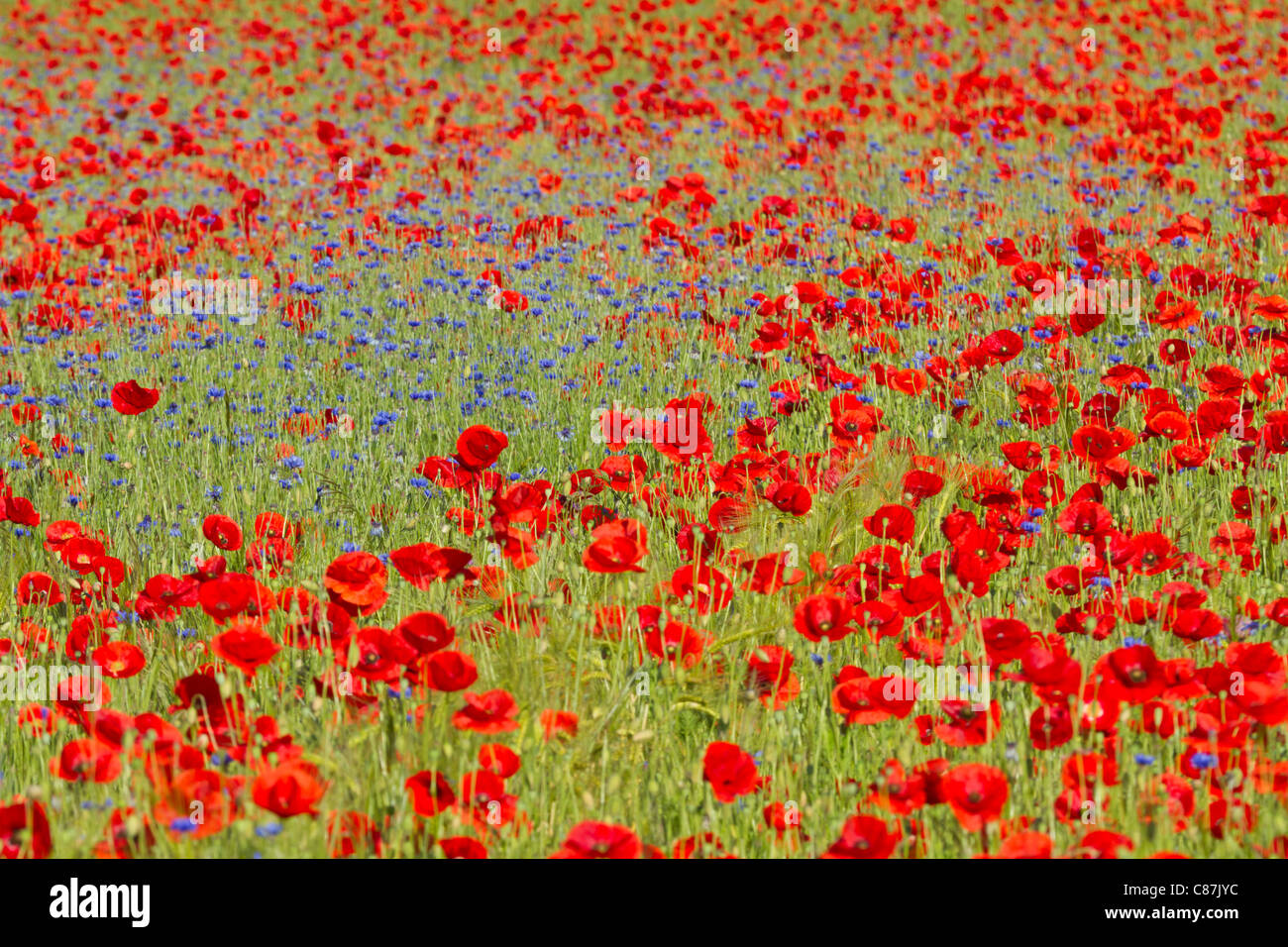 Sommer wilder mohn hi-res stock photography and images - Alamy