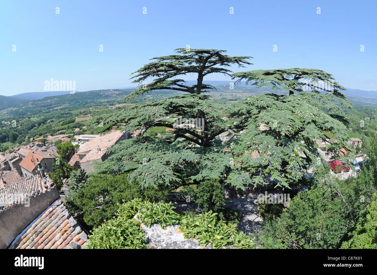 Big old cedar trees seen from hilltop of Bonnieux town, Vaucluse ...