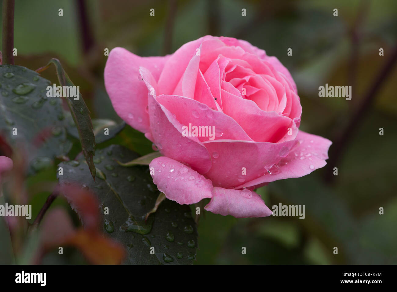 Queen elisabeth rose hi-res stock photography and images - Alamy