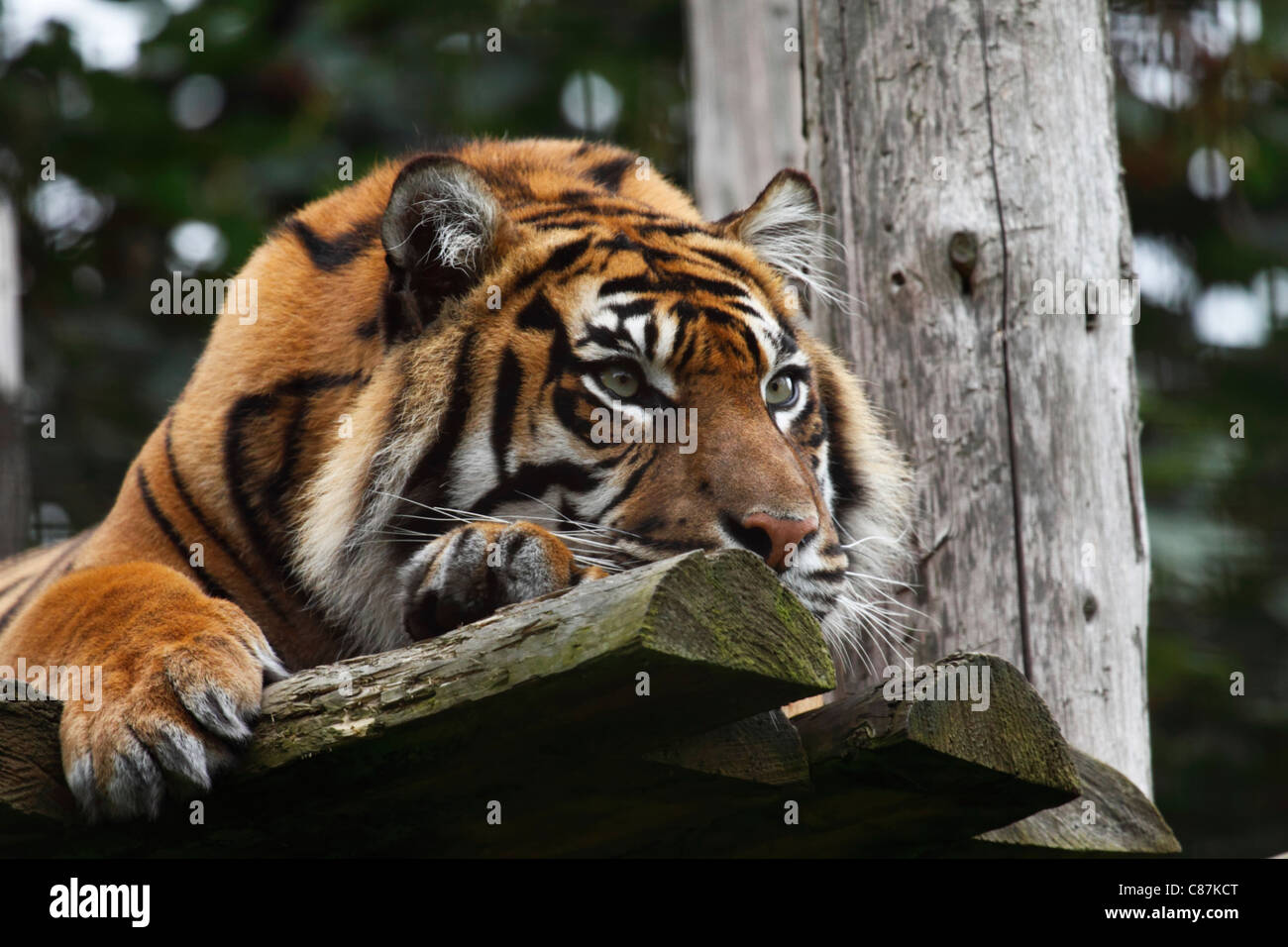 Tiger lying down Stock Photo - Alamy