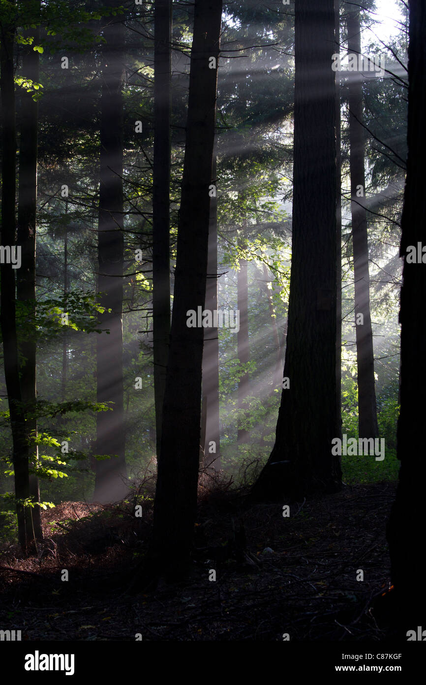 Forest 2 hi-res stock photography and images - Alamy