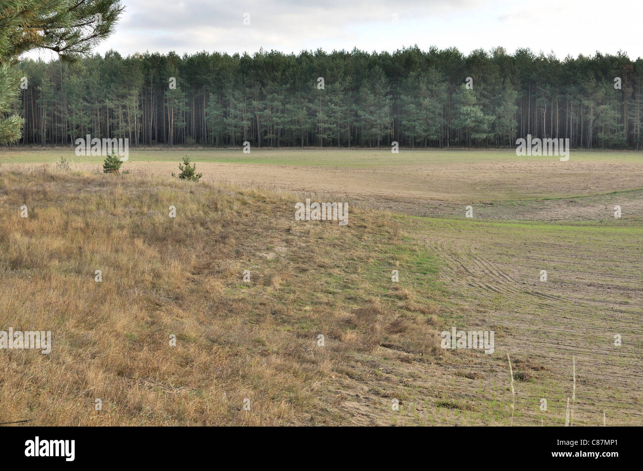 Field and forest and blue sky Stock Photo - Alamy