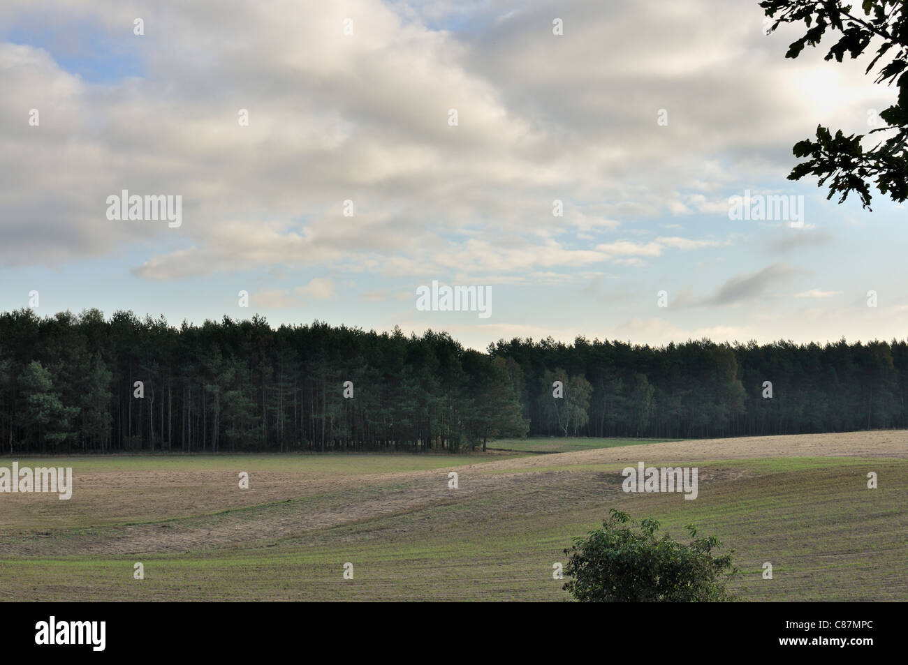 Field and forest and blue sky Stock Photo - Alamy