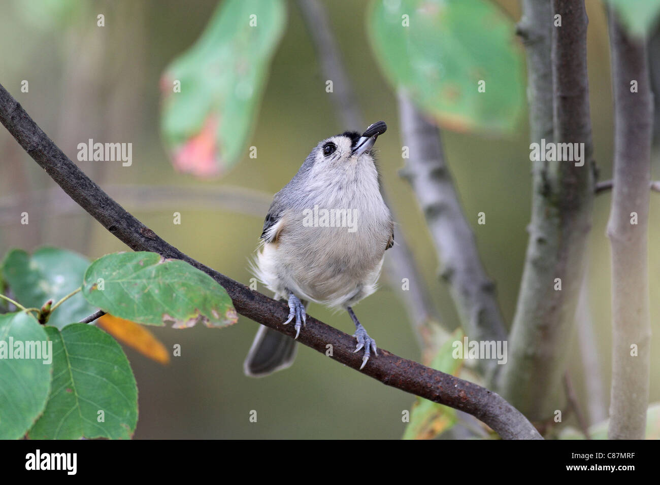 Tufted Titmouse eating seed Stock Photo - Alamy