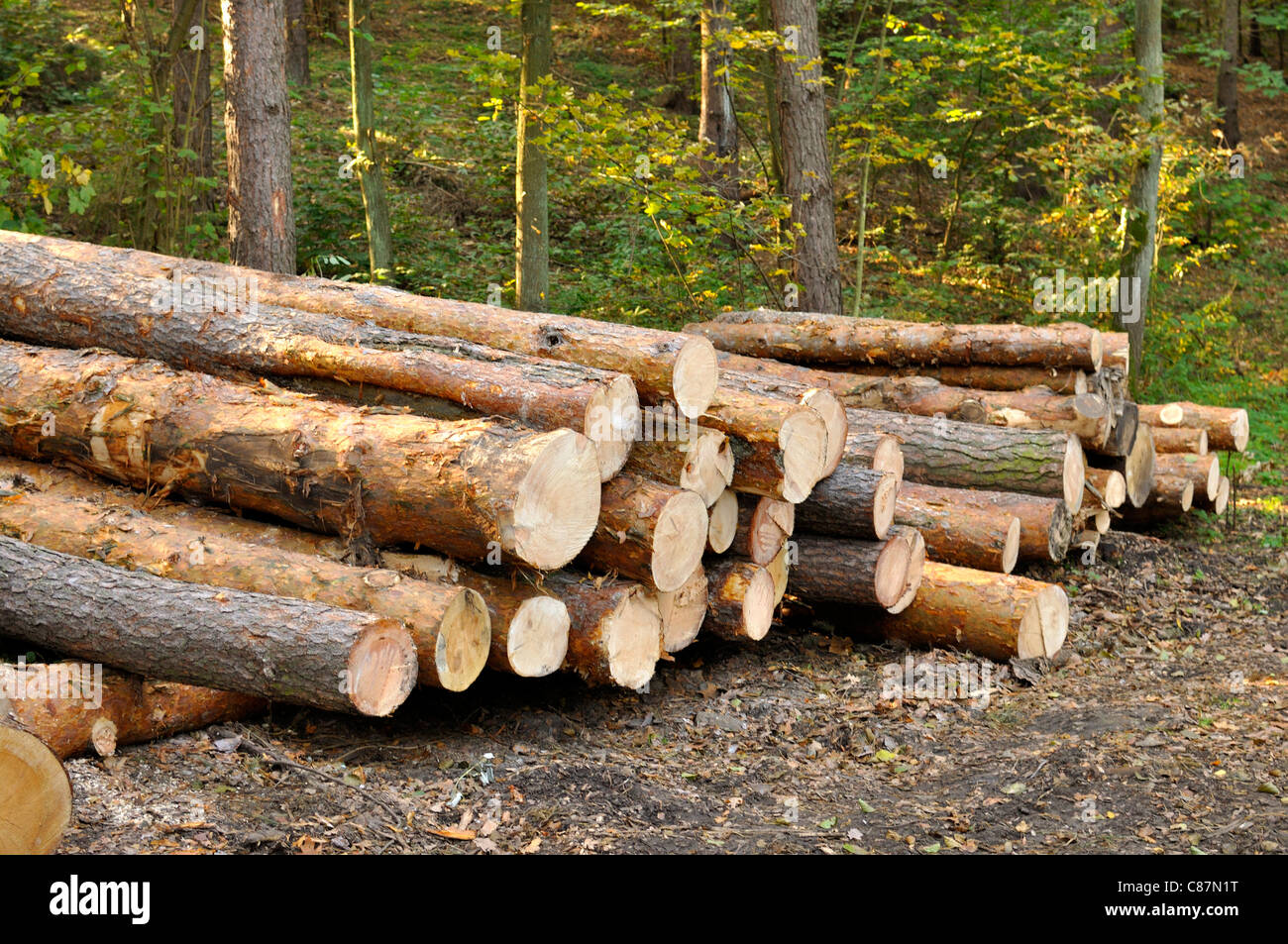 Cut down logs in forest hi-res stock photography and images - Alamy