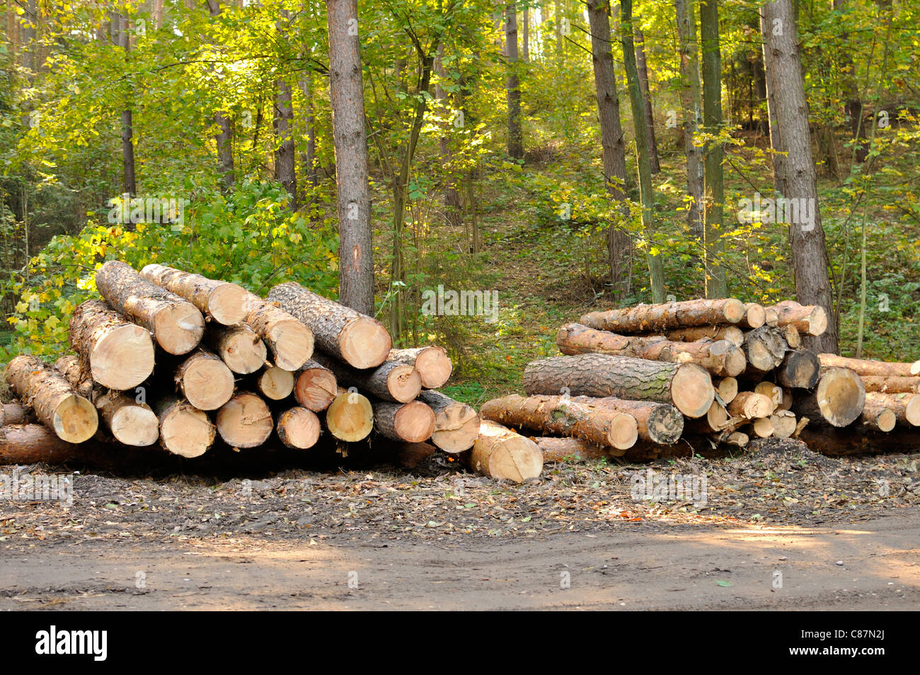 Stack of wood logs in forest Stock Photo - Alamy