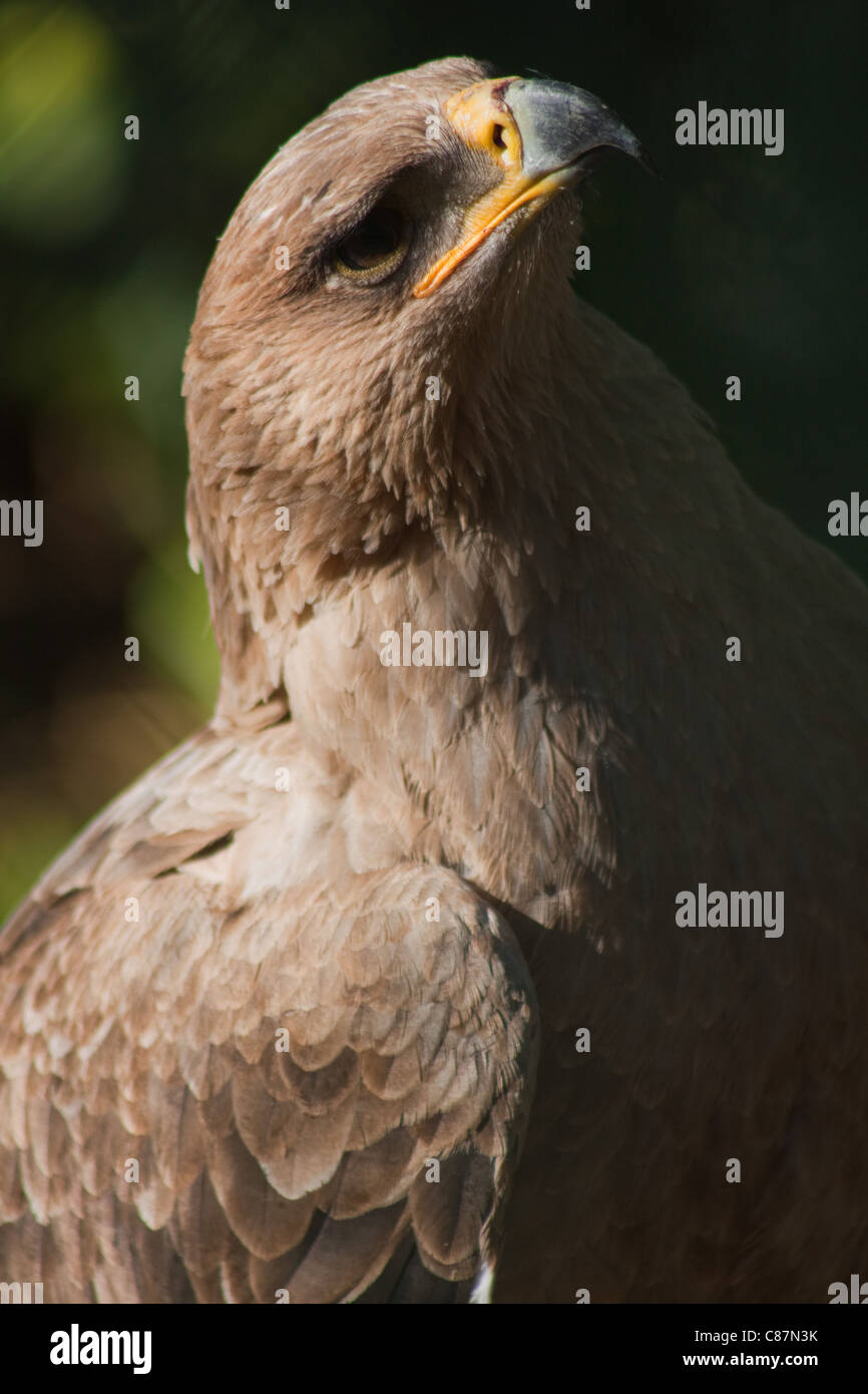 Large bird of prey hi-res stock photography and images - Alamy