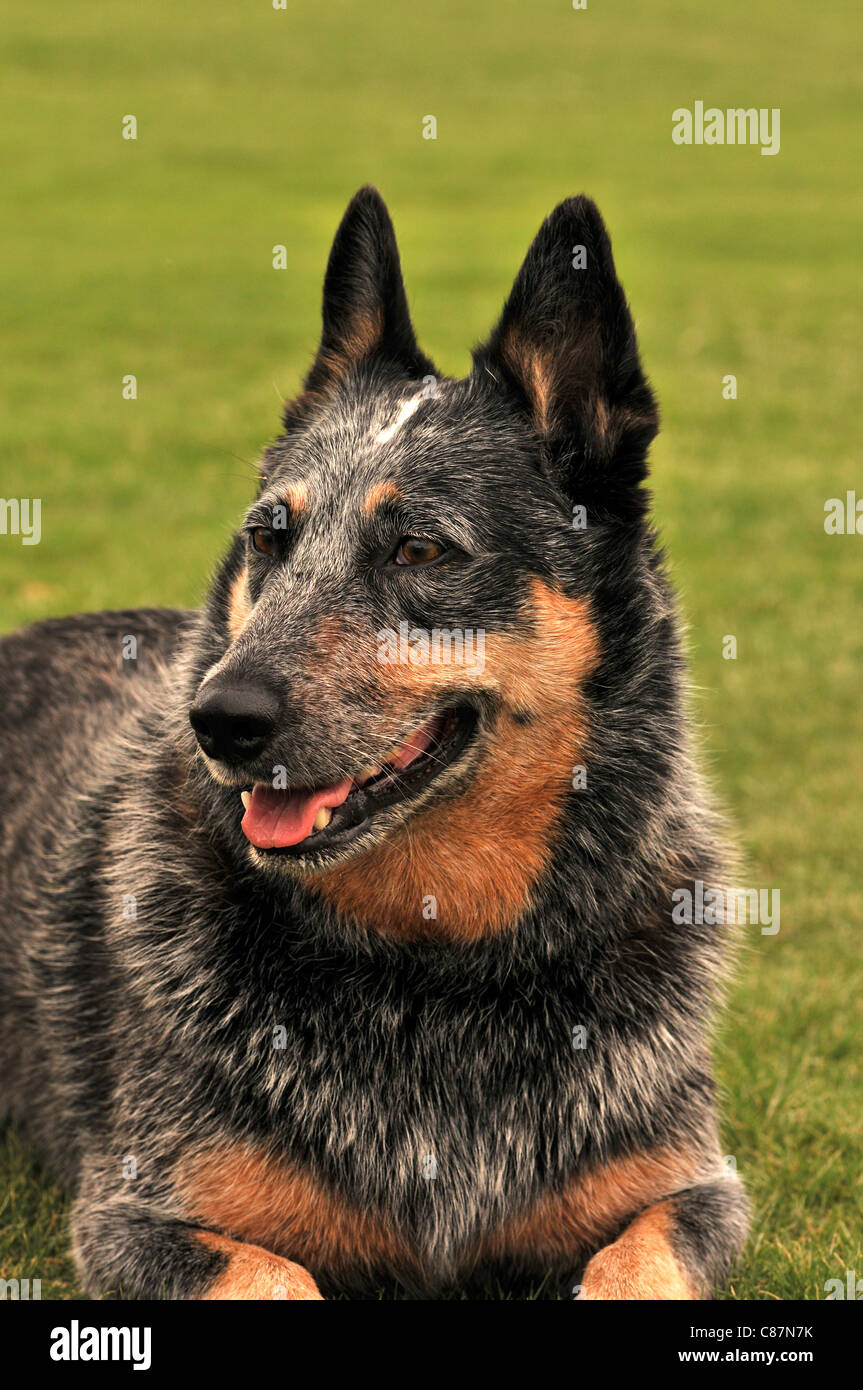 A female Australian Cattle Dog, or Queensland Blue Heeler, who is ...