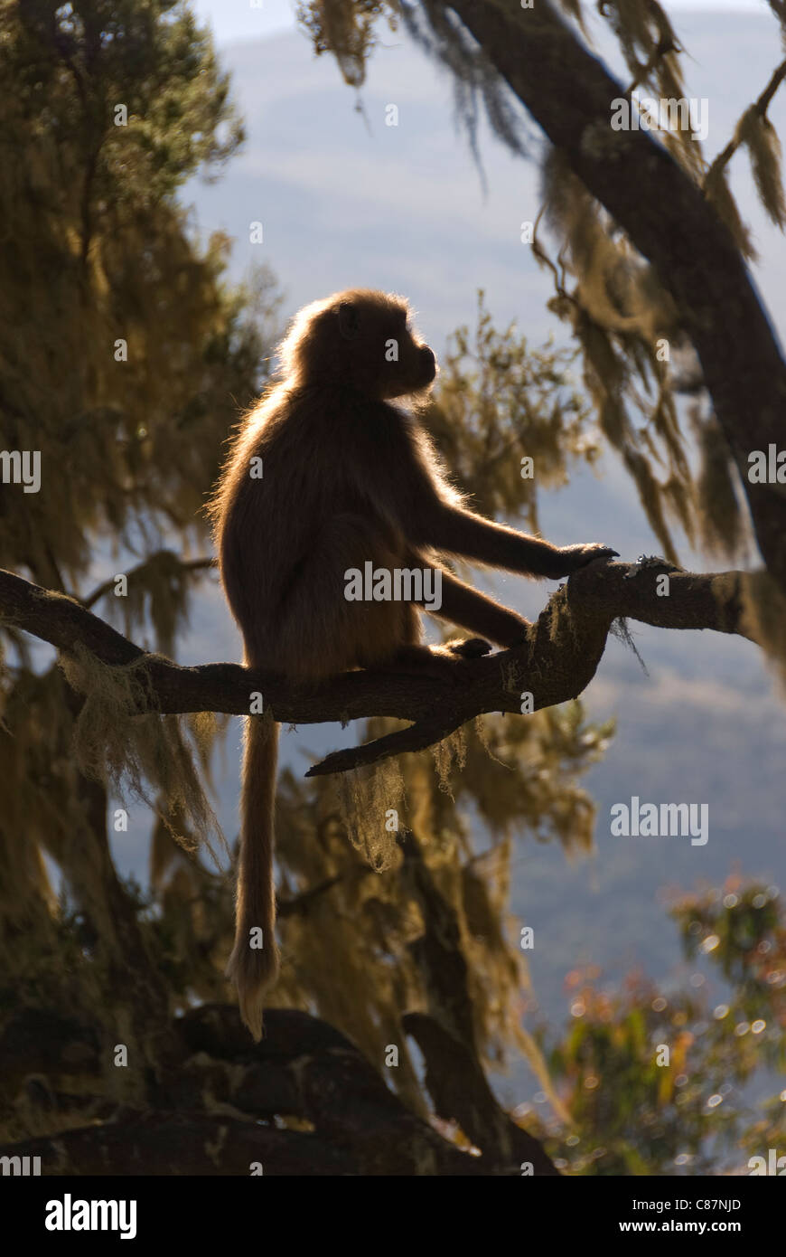 Gelada monkey hi-res stock photography and images - Alamy