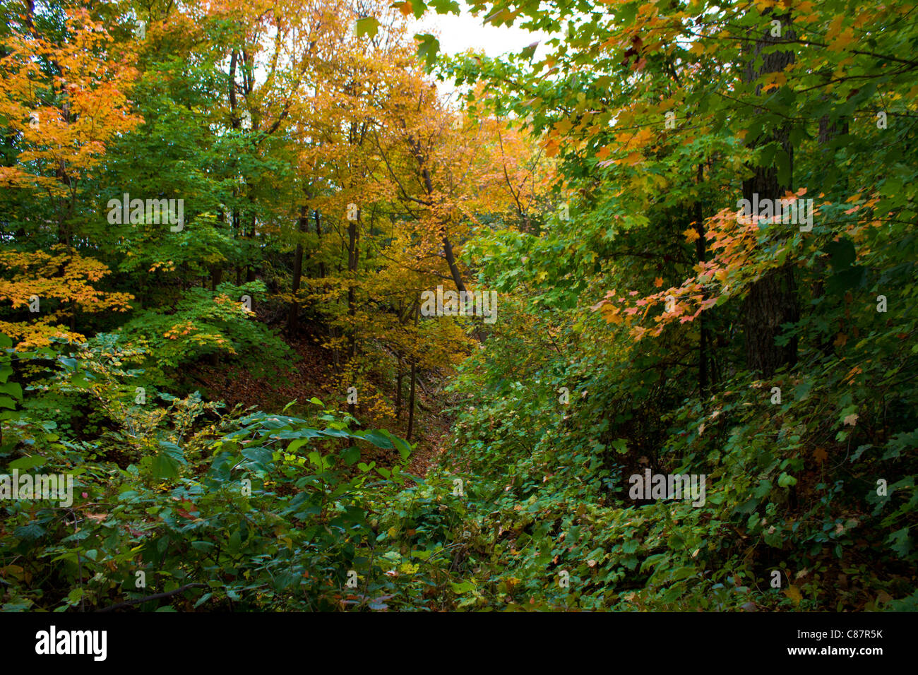 forest leaf leaves turning color colour fall Stock Photo - Alamy