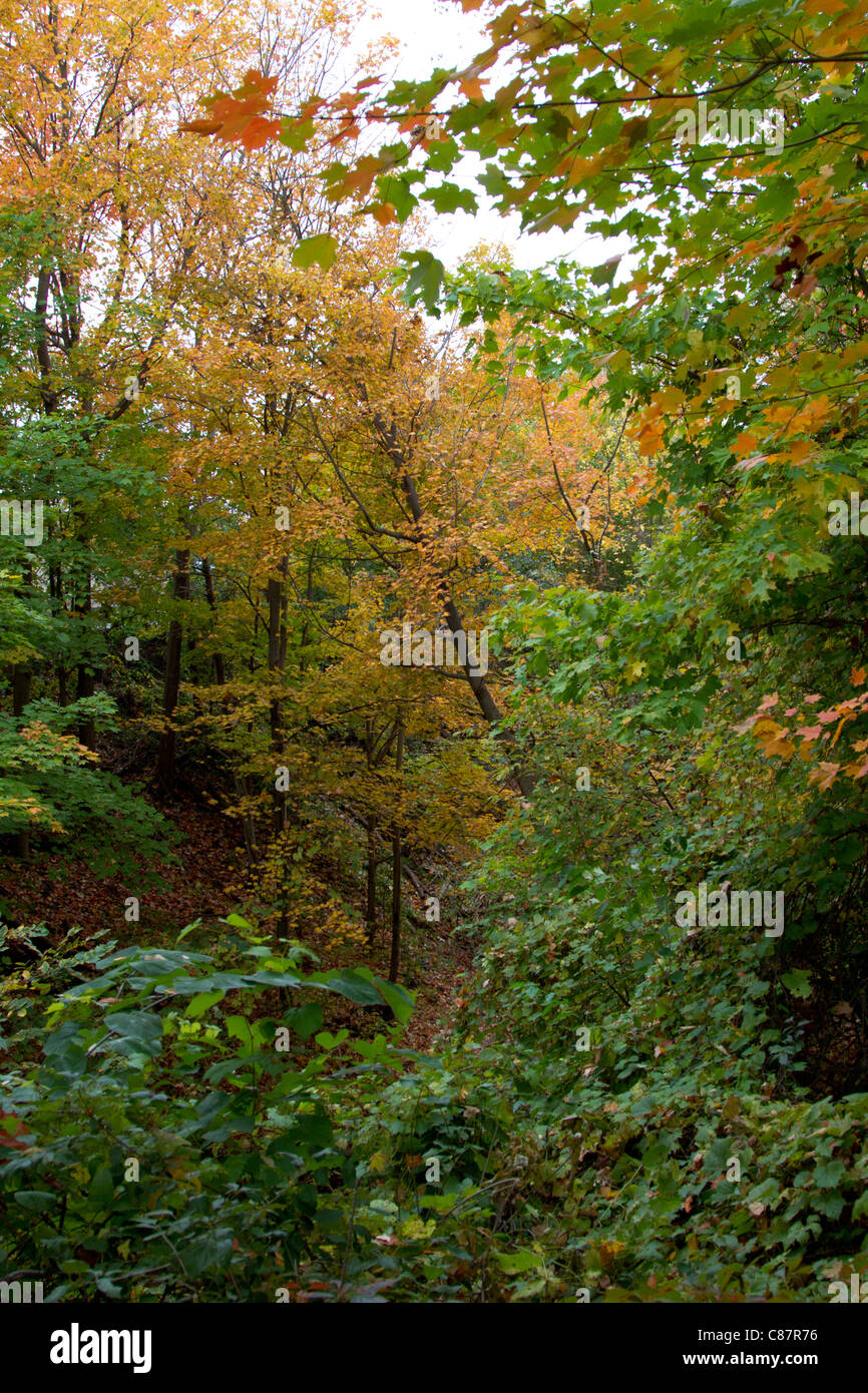 forest leaf leaves turning color colour fall Stock Photo - Alamy
