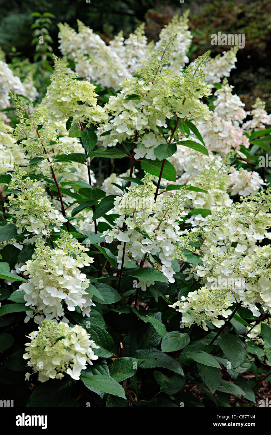 Hydrangea paniculata 'Pinky Winky' AGM Stock Photo - Alamy