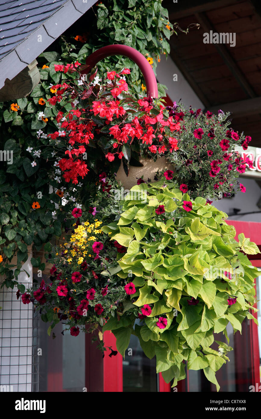 Trailing Begonias High Resolution Stock Photography and Images - Alamy