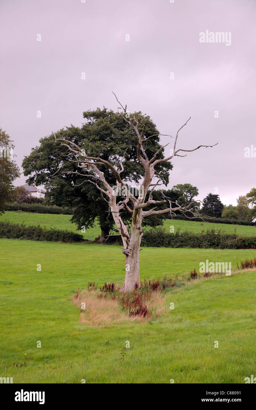 Quercus robur - the quick and the dead - a live oak tree with a dead ...