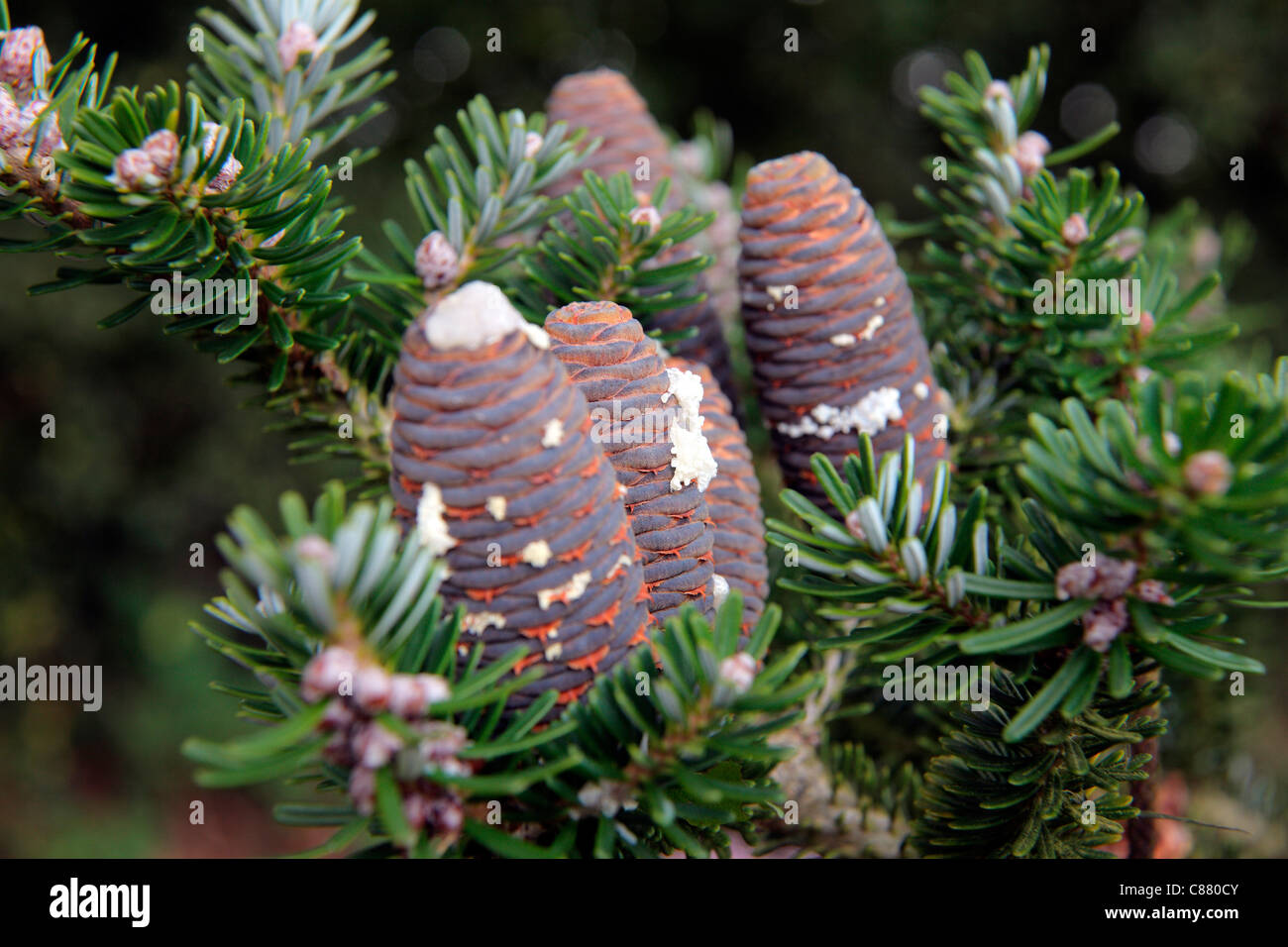 Ripe seed hi-res stock photography and images - Alamy