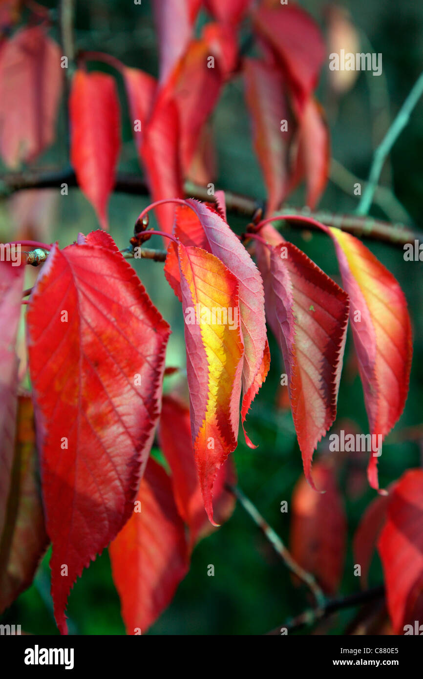 Prunus autumn colour hi-res stock photography and images - Alamy