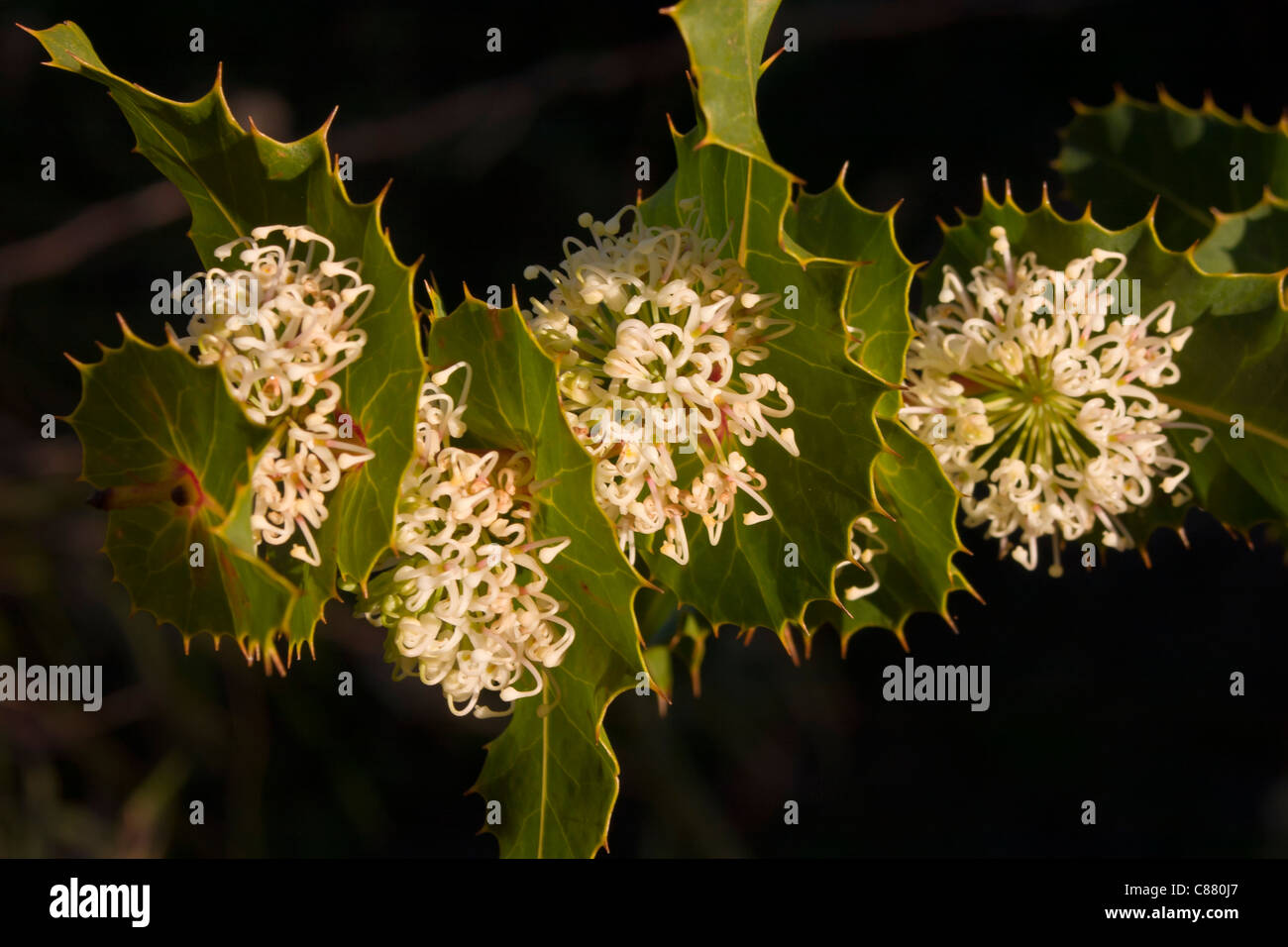 Hakea flower hi-res stock photography and images - Alamy