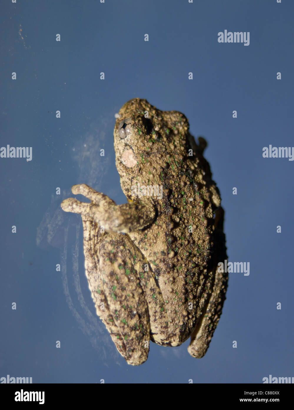Australian emerald spotted tree frog on glass showing color on back ...