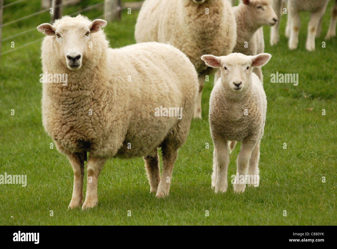 mother sheep with her lamb Stock Photo - Alamy