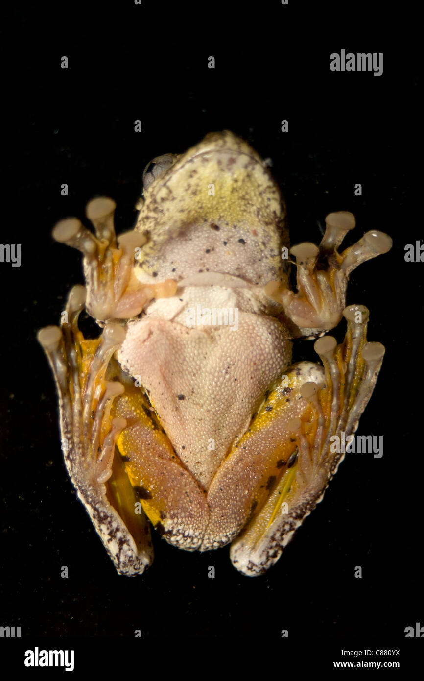 Australian emerald spotted tree frog on glass showing color on front ...